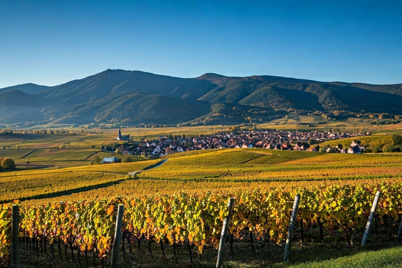 Alsace Wines: France’s Aromatic Paradise - MaxiWines