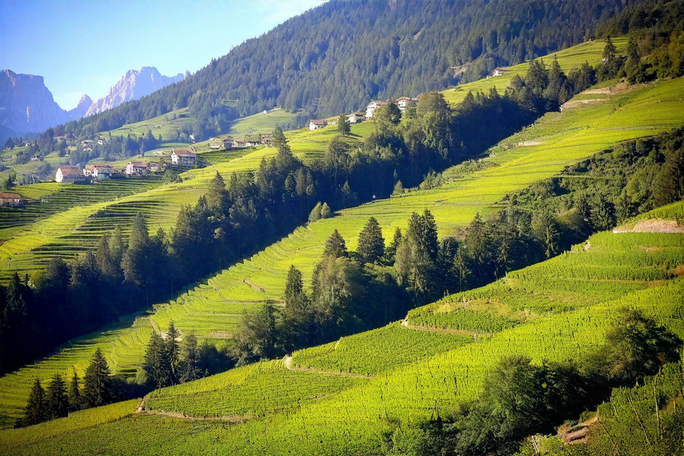 Alto Adige Wines: Italy’s Alpine Wine Treasure - MaxiWines