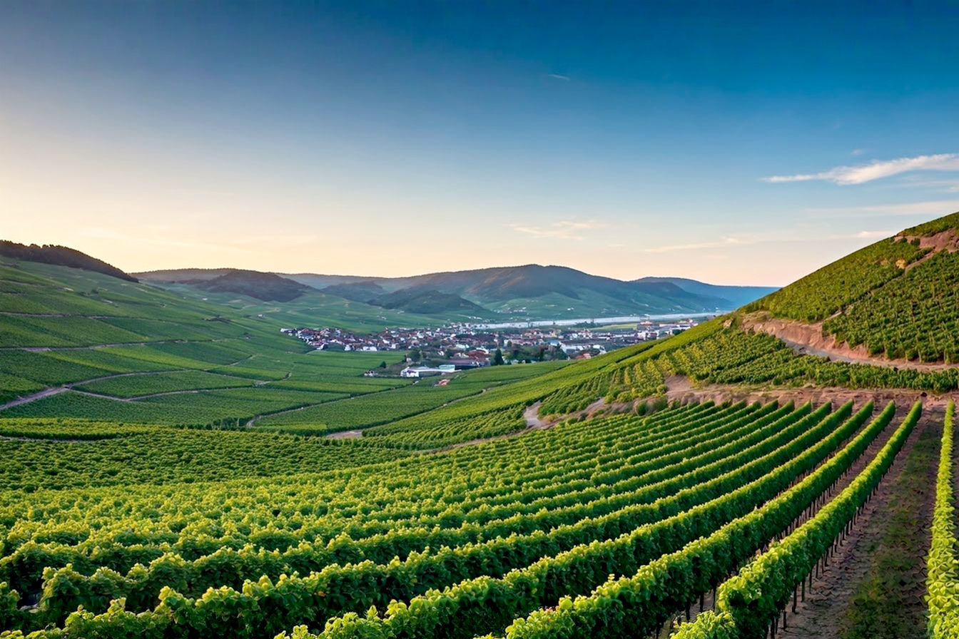 Baden Wines: Germany’s Sun-Soaked Wine Treasure - MaxiWines