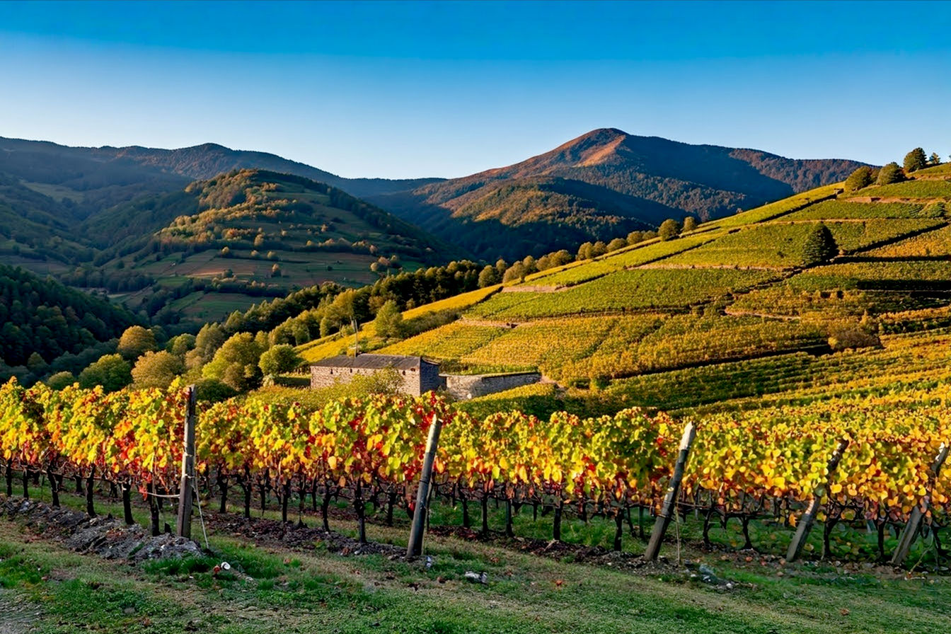 Bierzo Wine Region: Spain’s Rising Star - MaxiWines