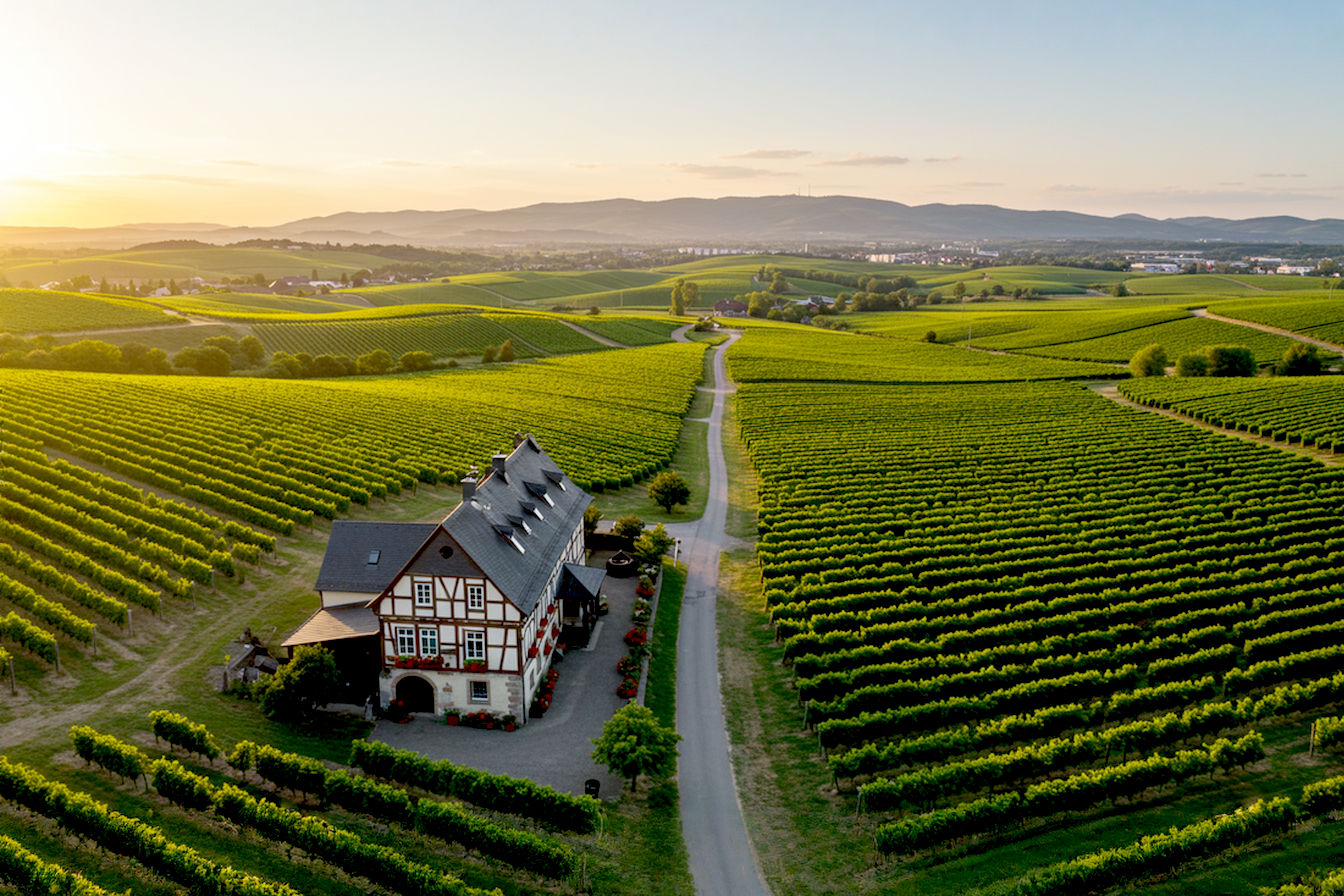 Discover Pfalz: Germany’s Sunny Wine Haven - MaxiWines