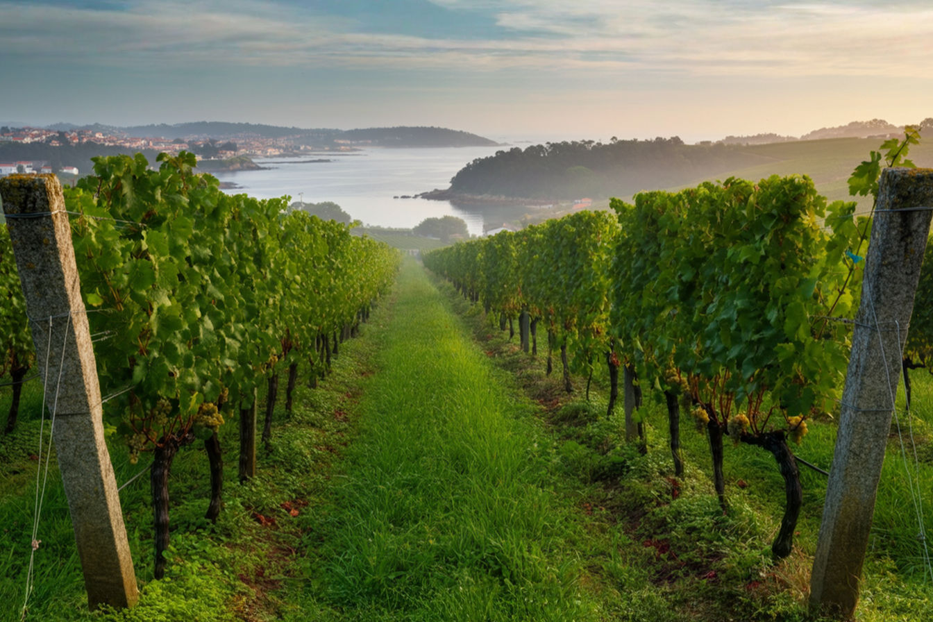 Rías Baixas: Spain’s Atlantic Wine Paradise - MaxiWines