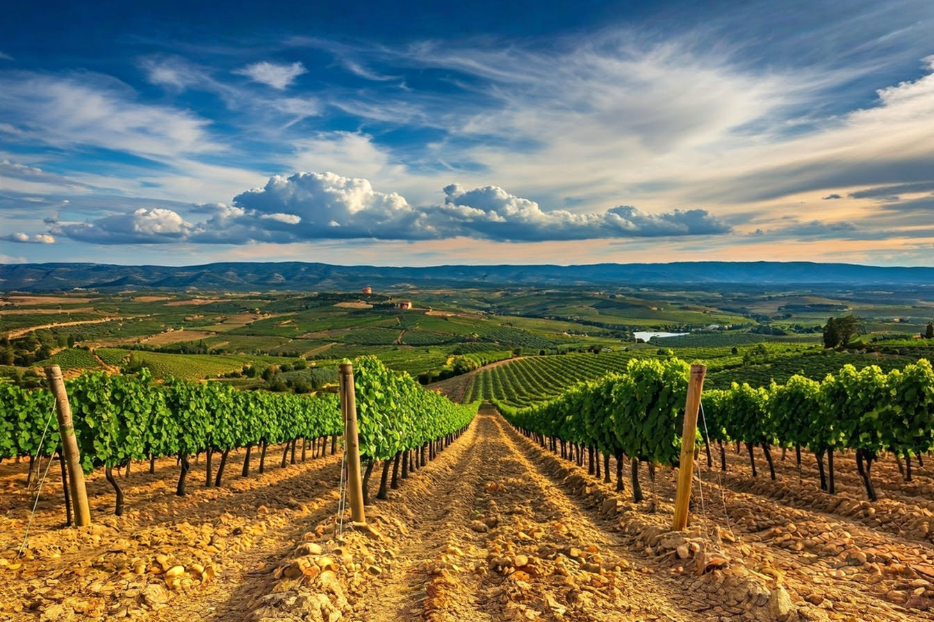 Ribera del Duero Region: Spain’s Premier Red Wines - MaxiWines
