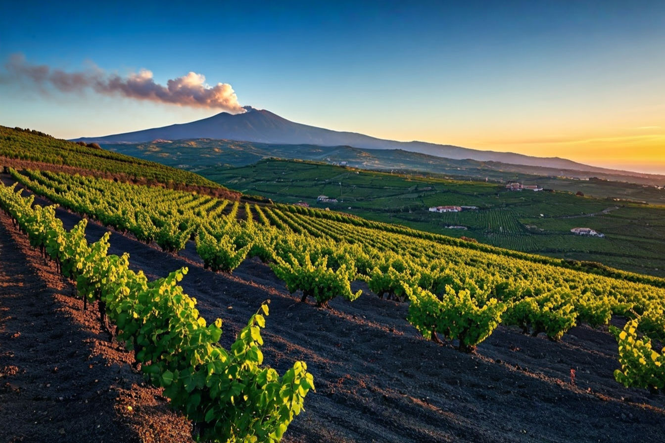 Sicily’s Wines: From Ancient Roots to Revival - MaxiWines