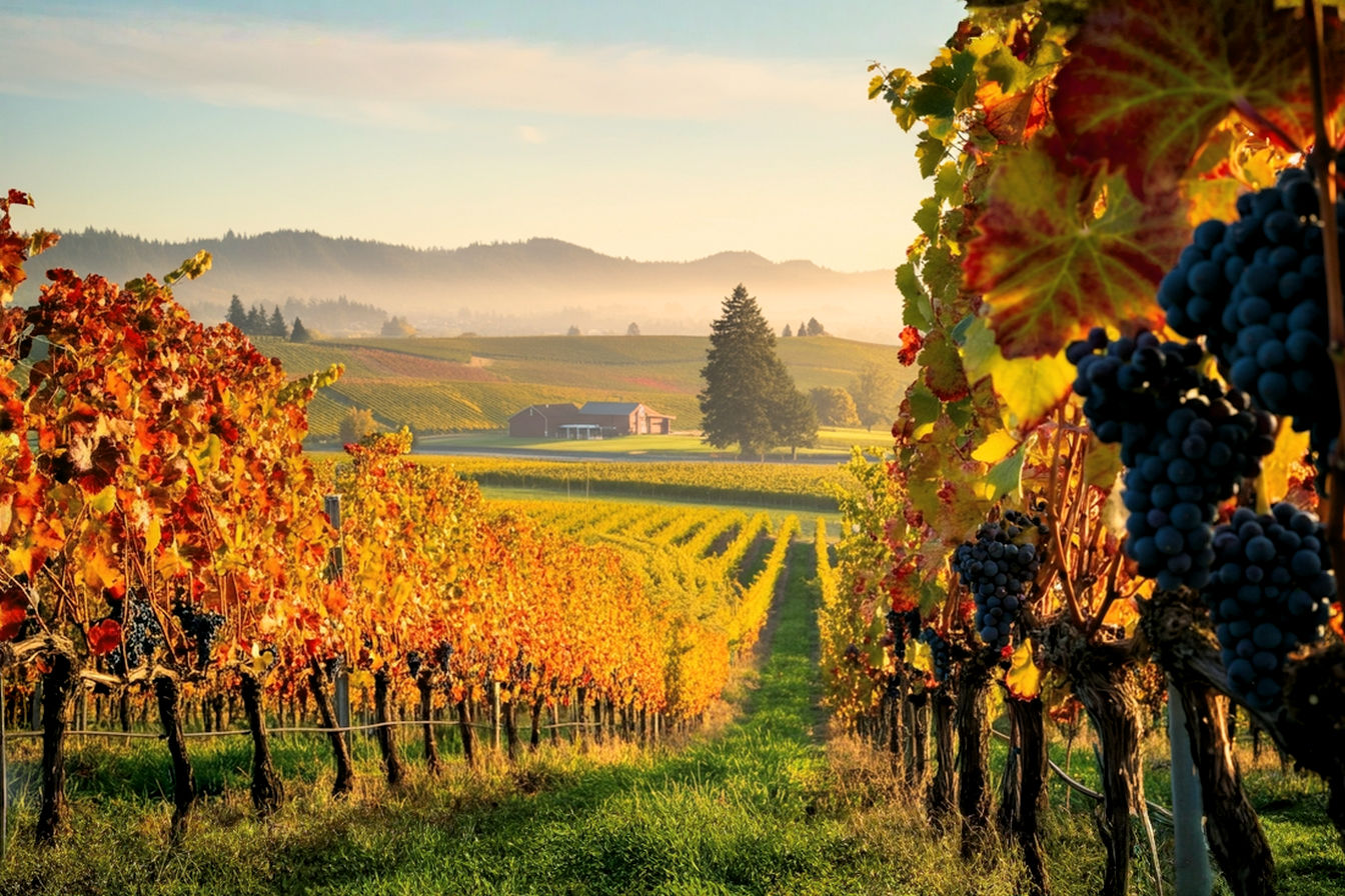 Oregon Wine Guide: Regions, Grapes & Wineries - MaxiWines